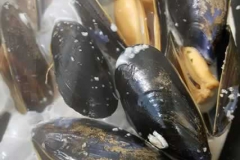 Food Gallery – Seabeats